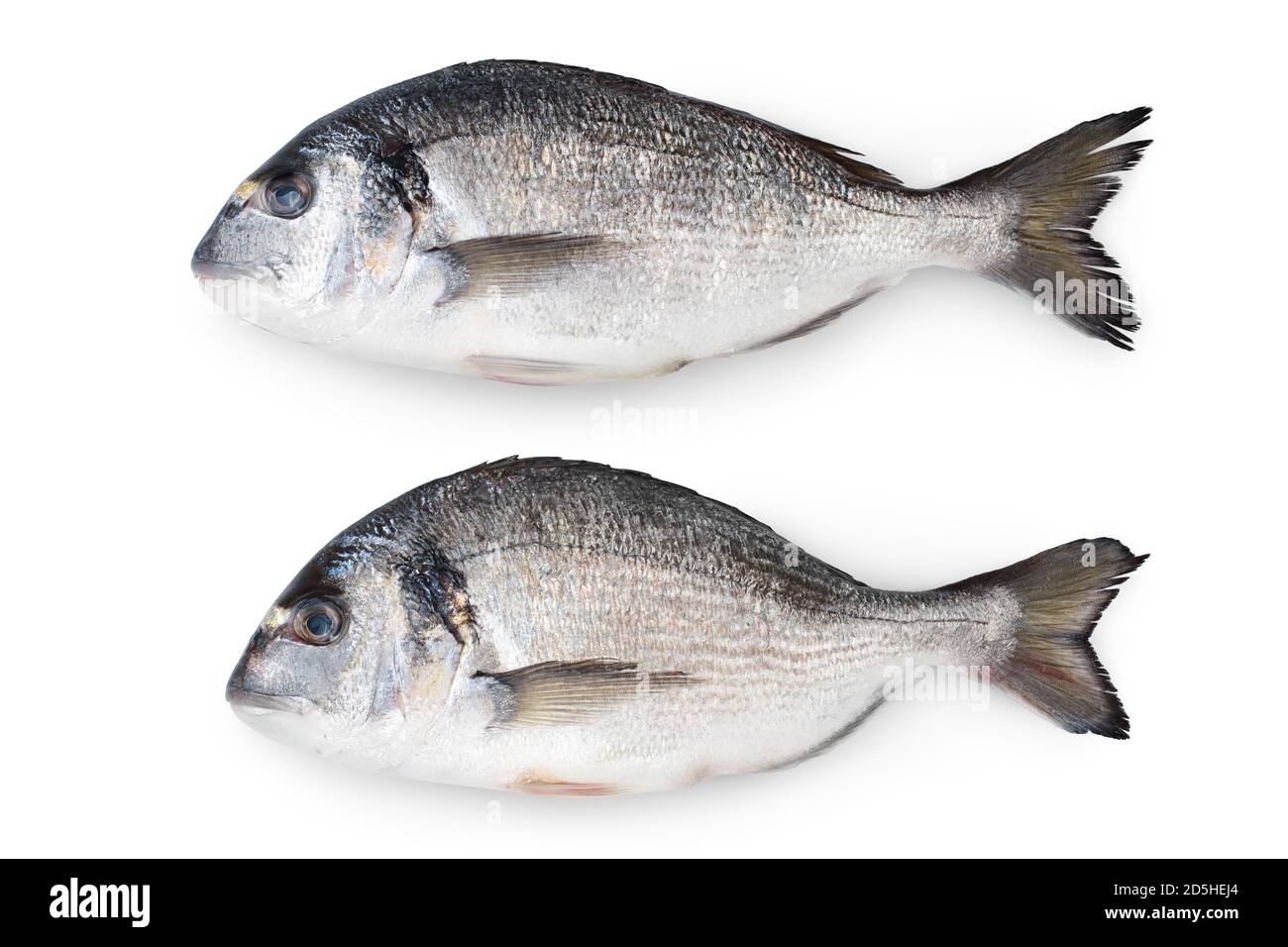 Fish dorado isolated on white background with clipping path and full ...
