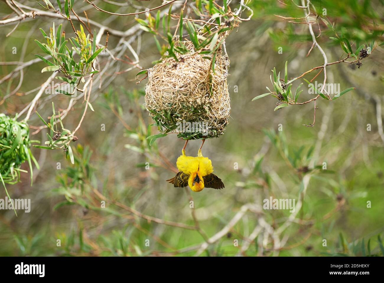 Cape Weaver bird building nest Stock Photo - Alamy