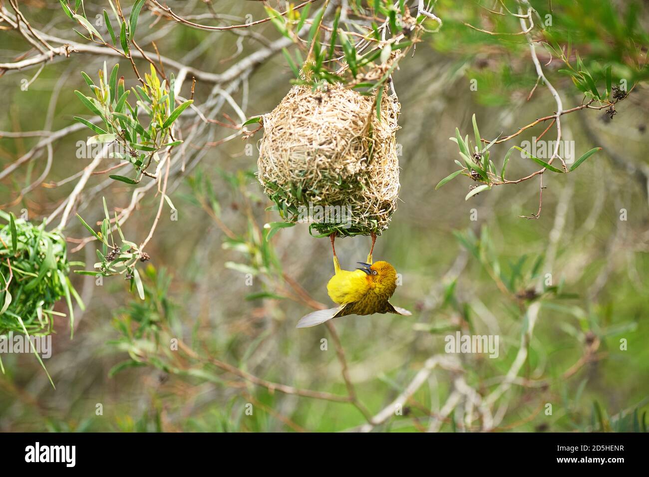Cape Weaver bird building nest Stock Photo - Alamy
