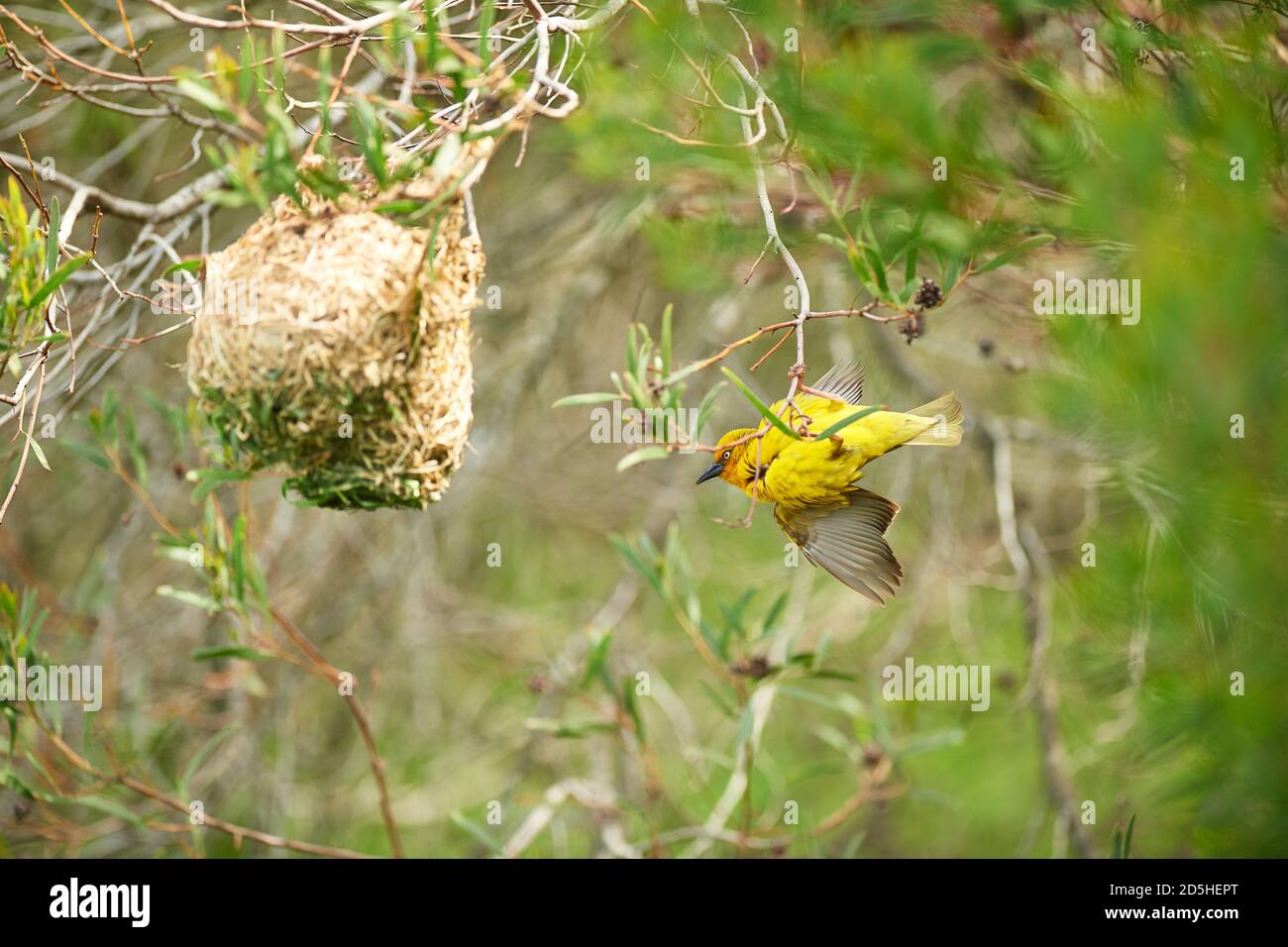 Cape Weaver bird building nest Stock Photo - Alamy