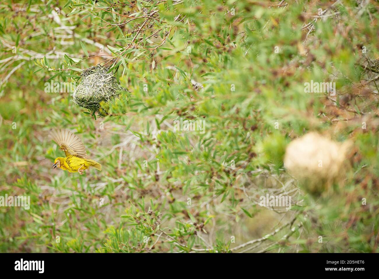 Cape Weaver bird building nest Stock Photo - Alamy