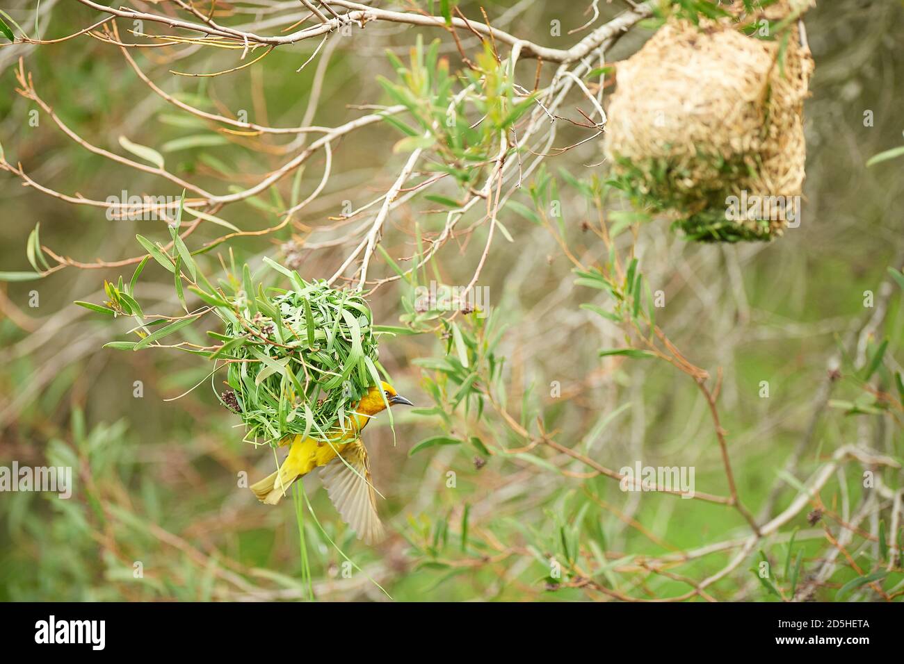 Cape Weaver bird building nest Stock Photo - Alamy