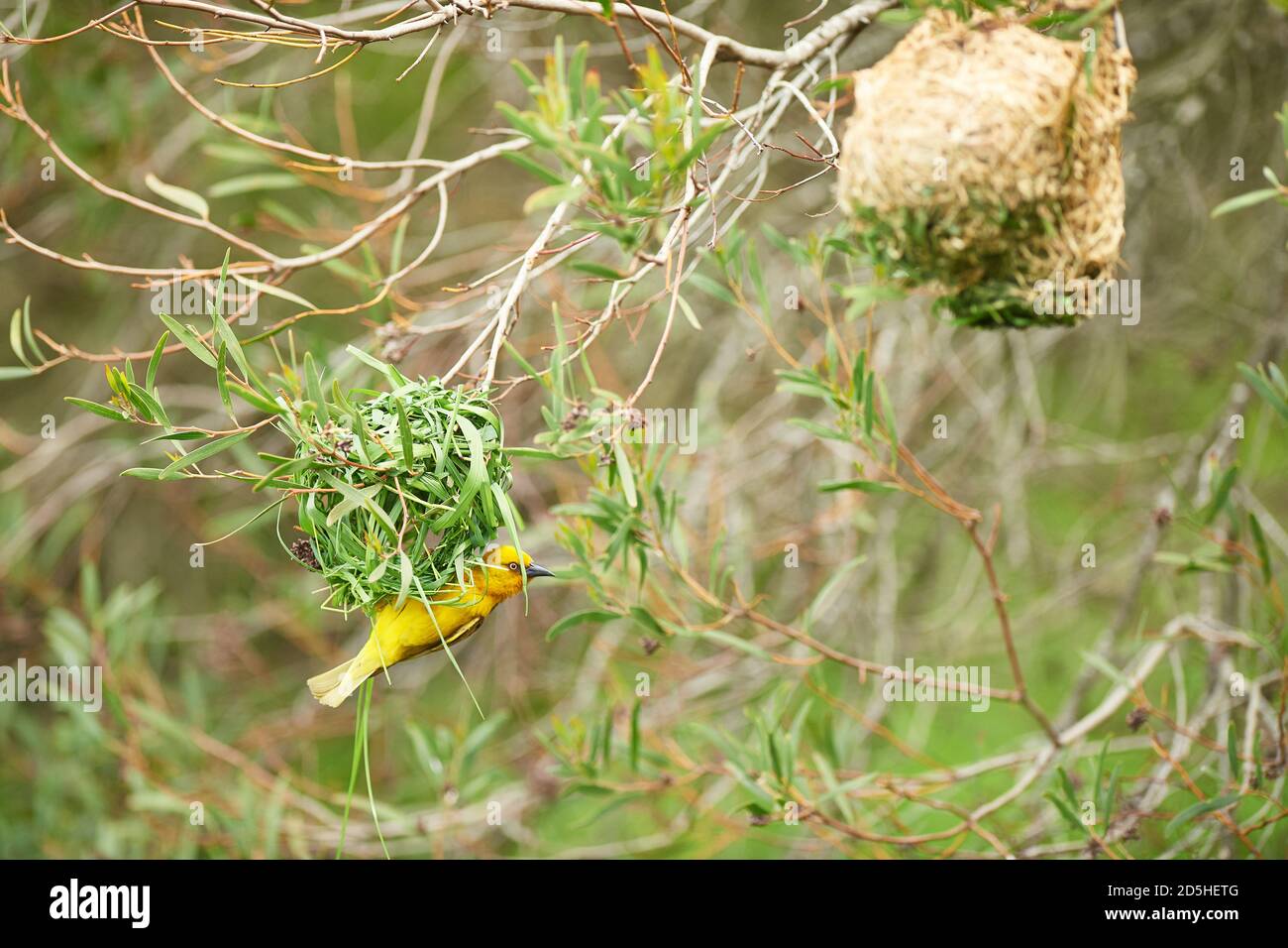 Weaver bird building nest hi-res stock photography and images - Alamy
