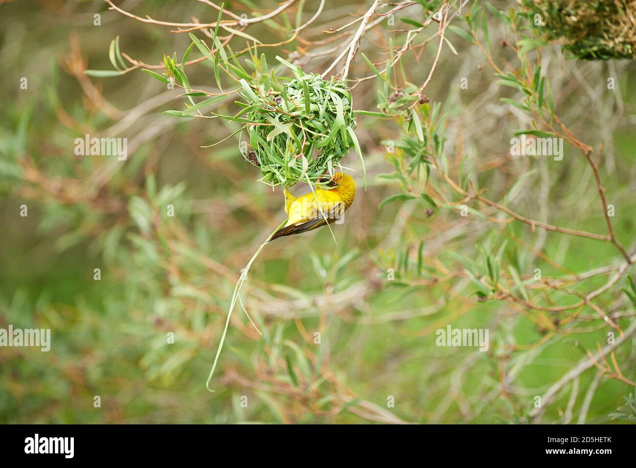 Cape Weaver bird building nest Stock Photo - Alamy