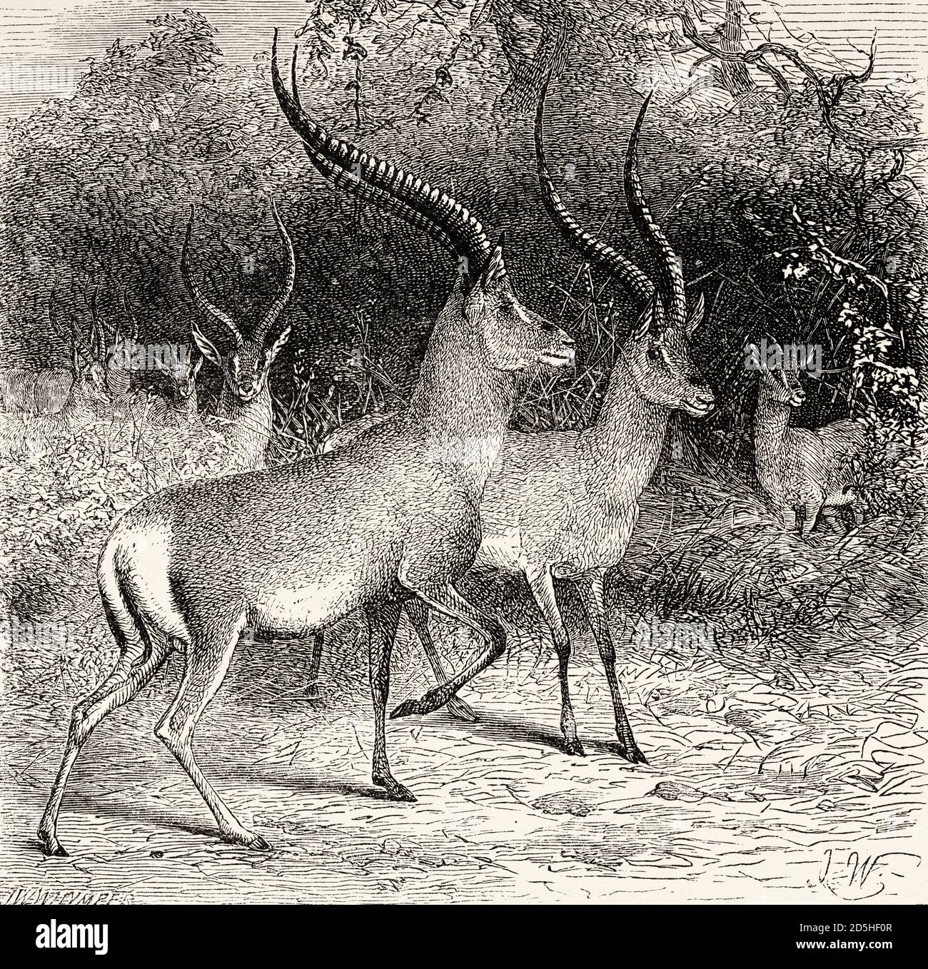 Antelope in Ougugo region, Tanzania, Africa. Old XIX century engraved ...