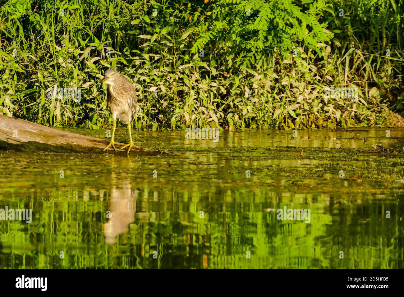 Eurasian Bittern Great bittern Stock Photo - Alamy