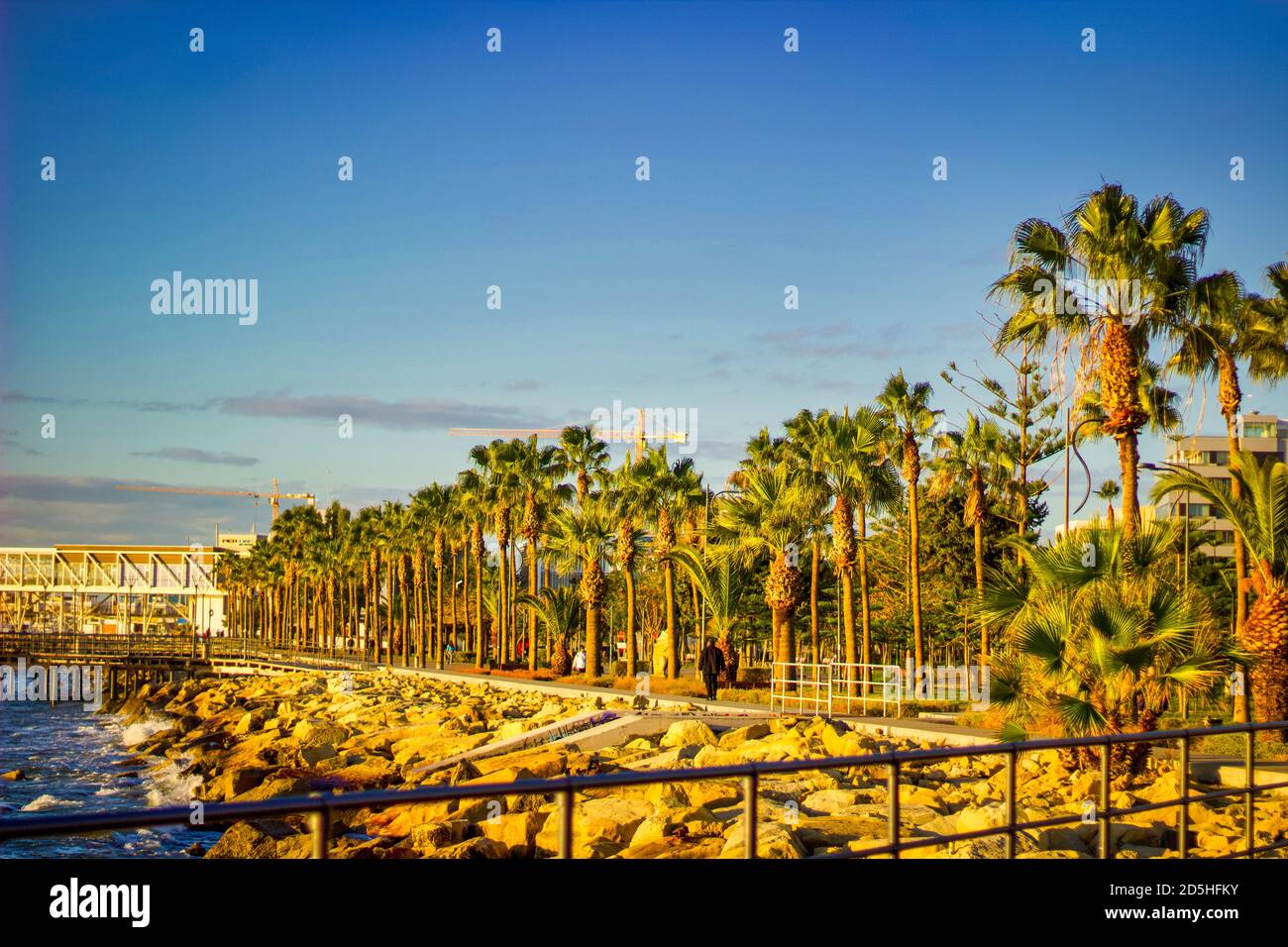 Pier surrounded by palm trees under the sunlight in the morning in ...
