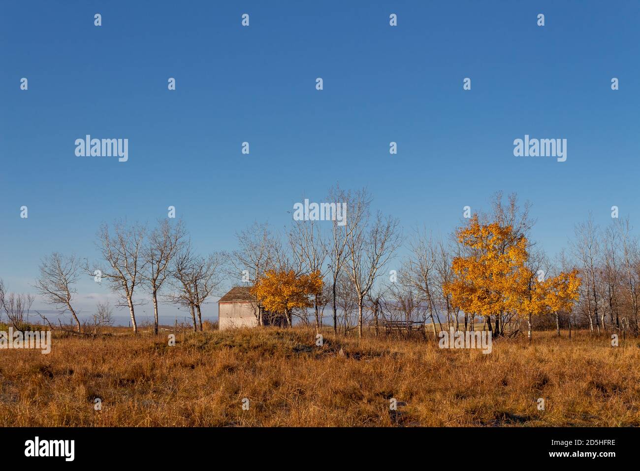 Autumn Prairie landscape with golden yellow trees and barn Stock Photo ...