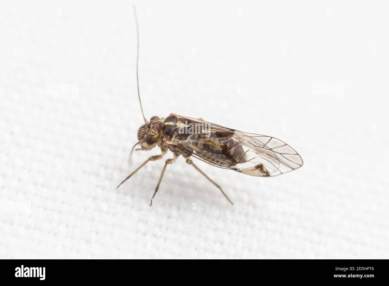 Common Barklouse (Hyalopsocus striatus Stock Photo - Alamy