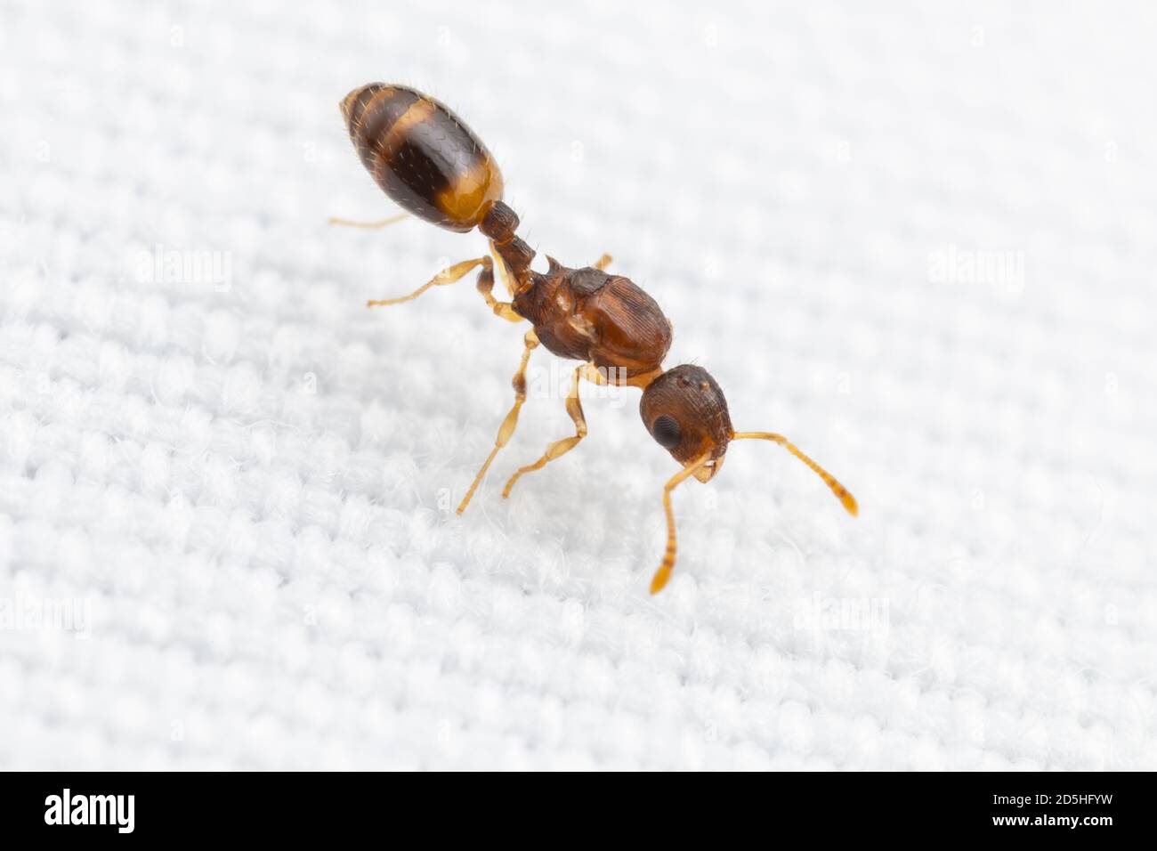 Acorn Ants High Resolution Stock Photography and Images - Alamy