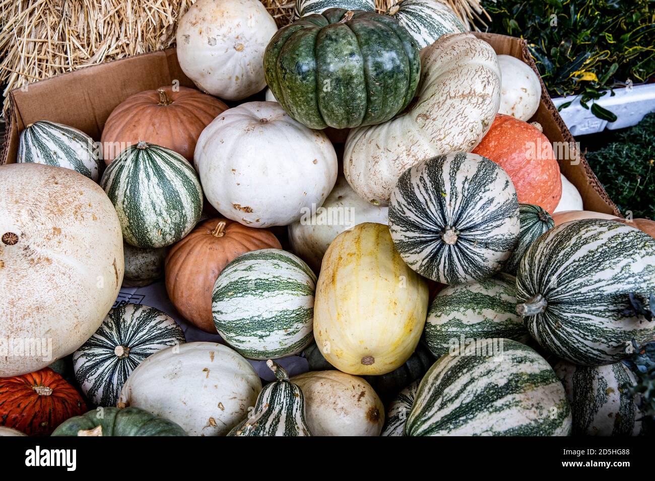 Squash on display at a farmers market Stock Photo - Alamy