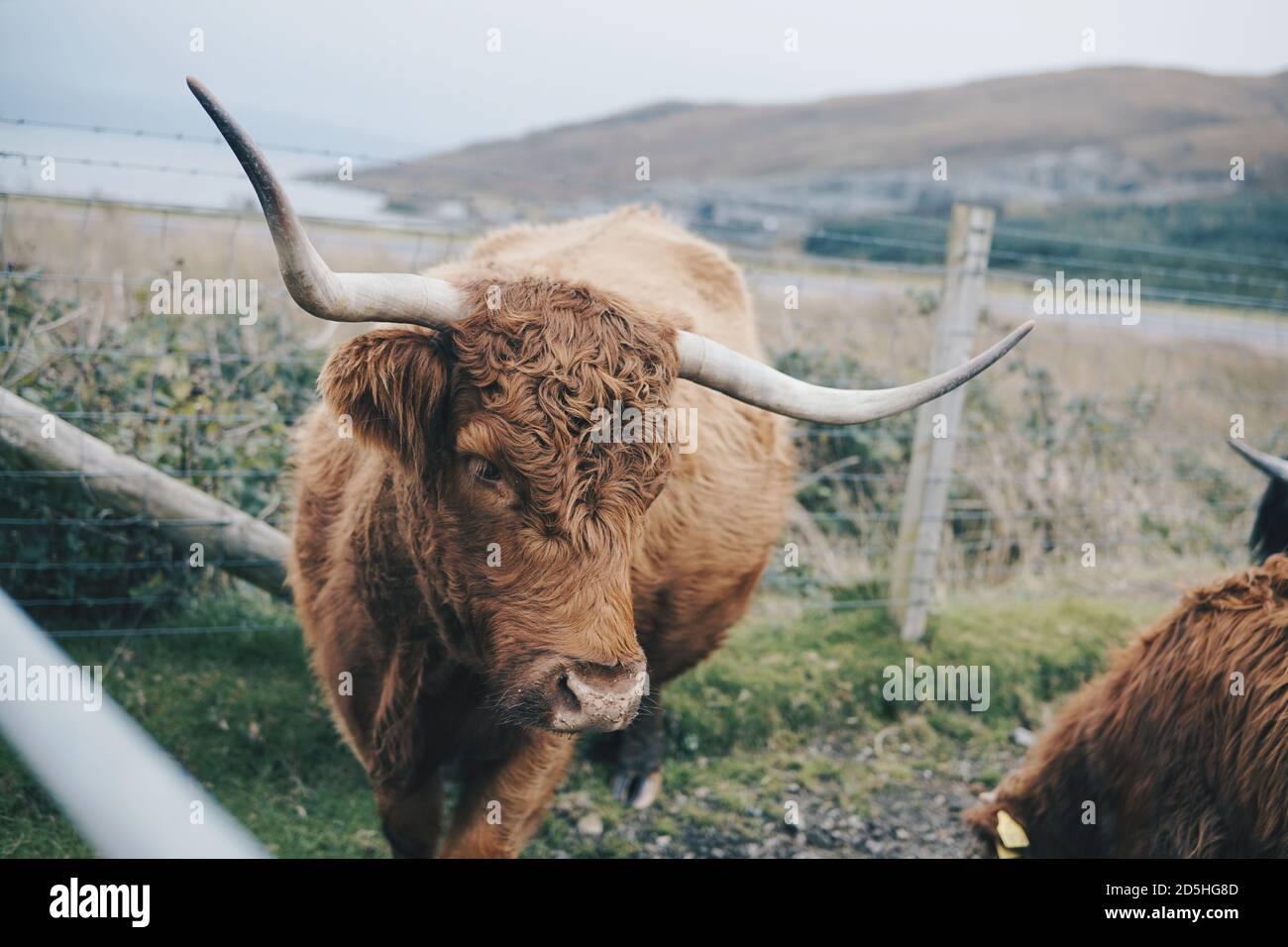 Hairy coo hi-res stock photography and images - Alamy