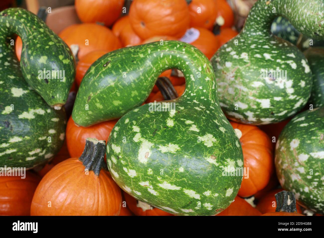 Squash on display at a farmers market Stock Photo - Alamy