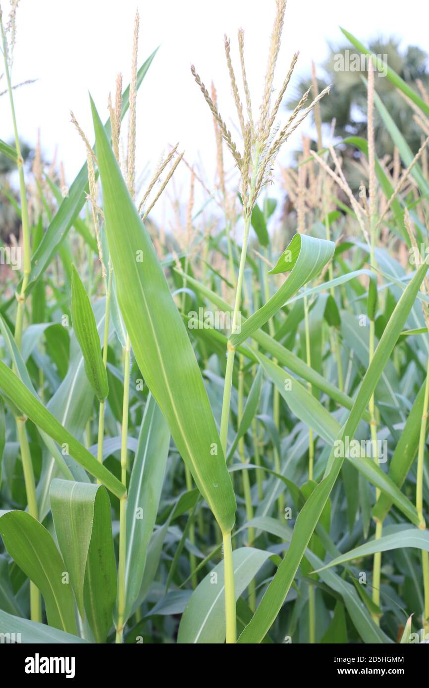 Baby in a corn tree hi-res stock photography and images - Alamy