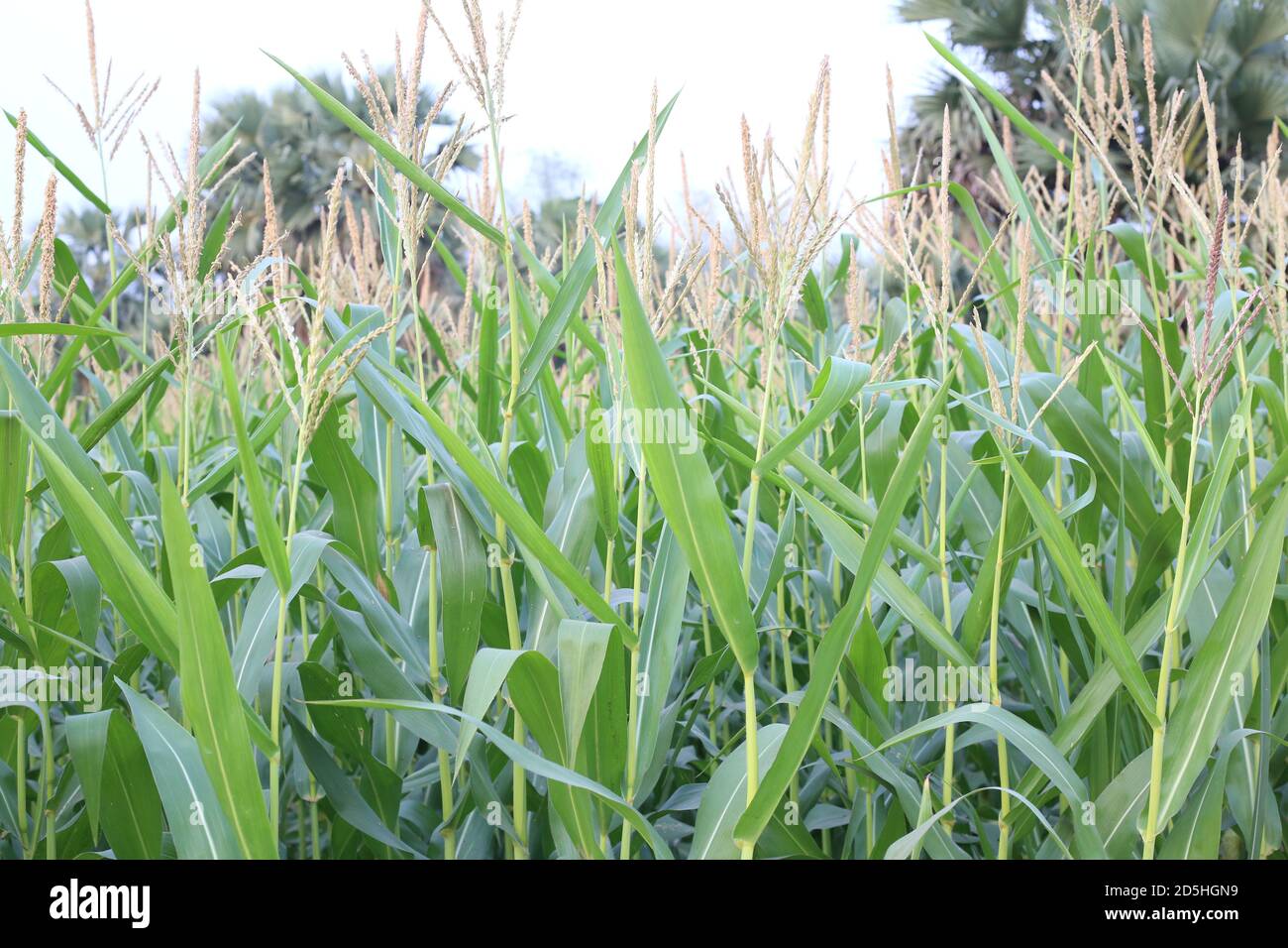 Green Corn Field Organic Growing In Farm Stock Photo - Alamy
