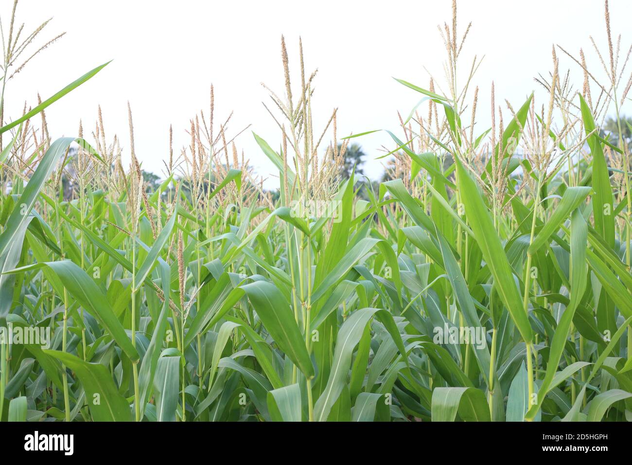Germination corn hi-res stock photography and images - Alamy