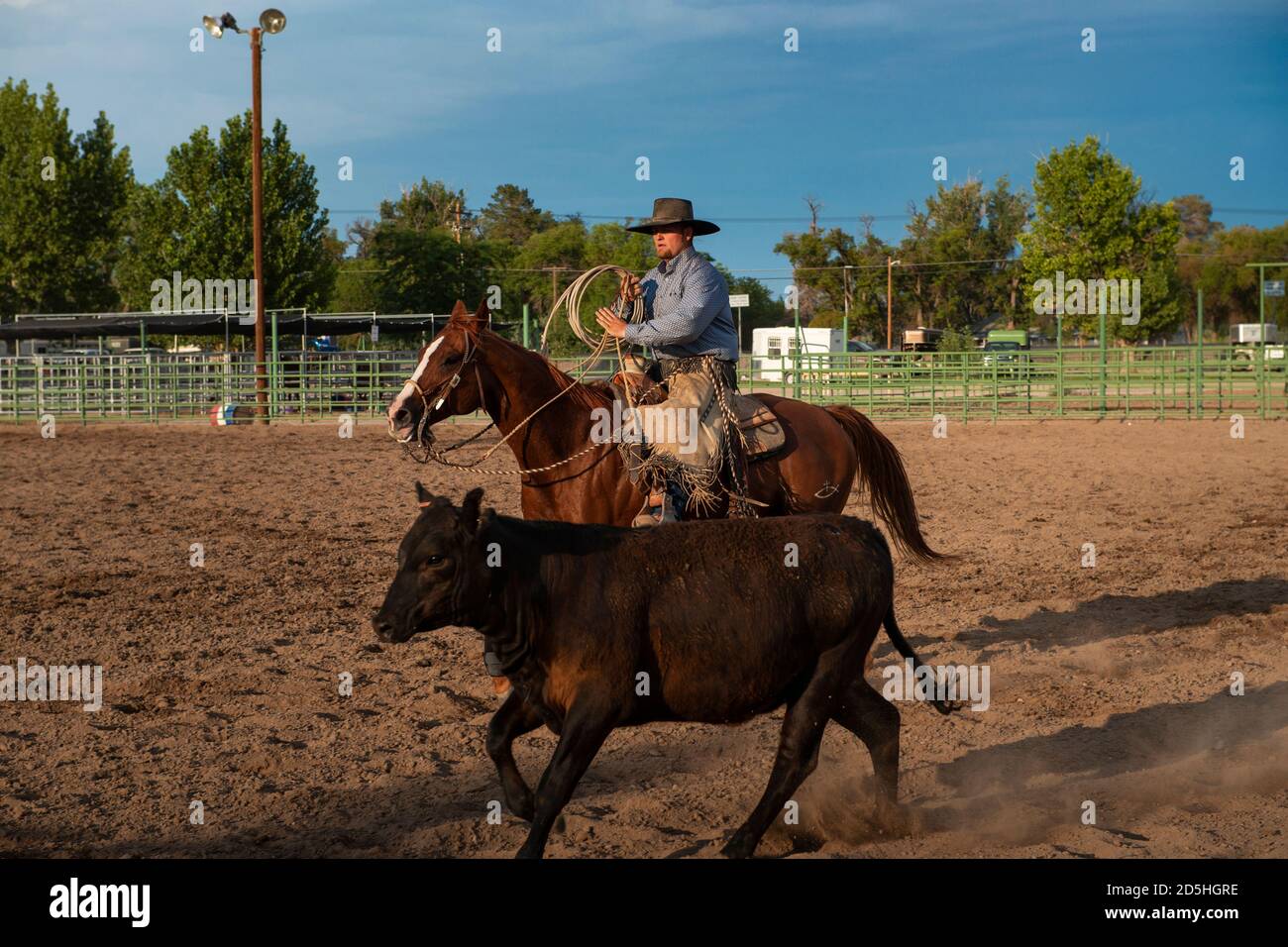 Fallon, Nevada - August 2, 2014: A cowboy on horseback roping a calf in ...