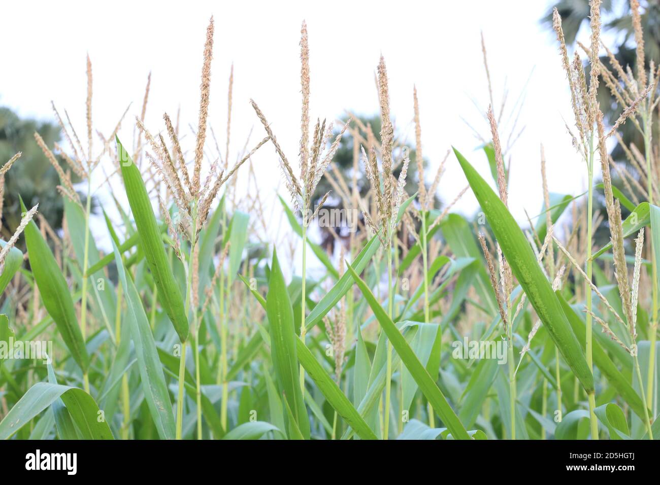 The flower of corn growing in the field Stock Photo - Alamy