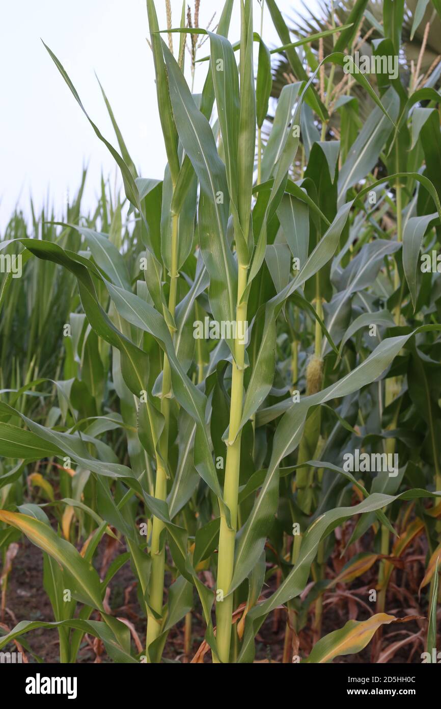 Very easy popcorn tree hi-res stock photography and images - Alamy