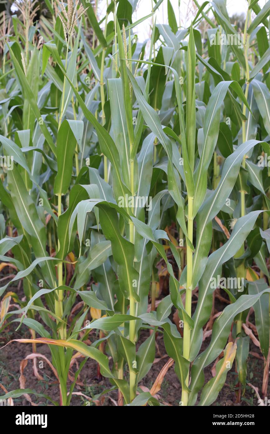 Very easy popcorn tree hi-res stock photography and images - Alamy