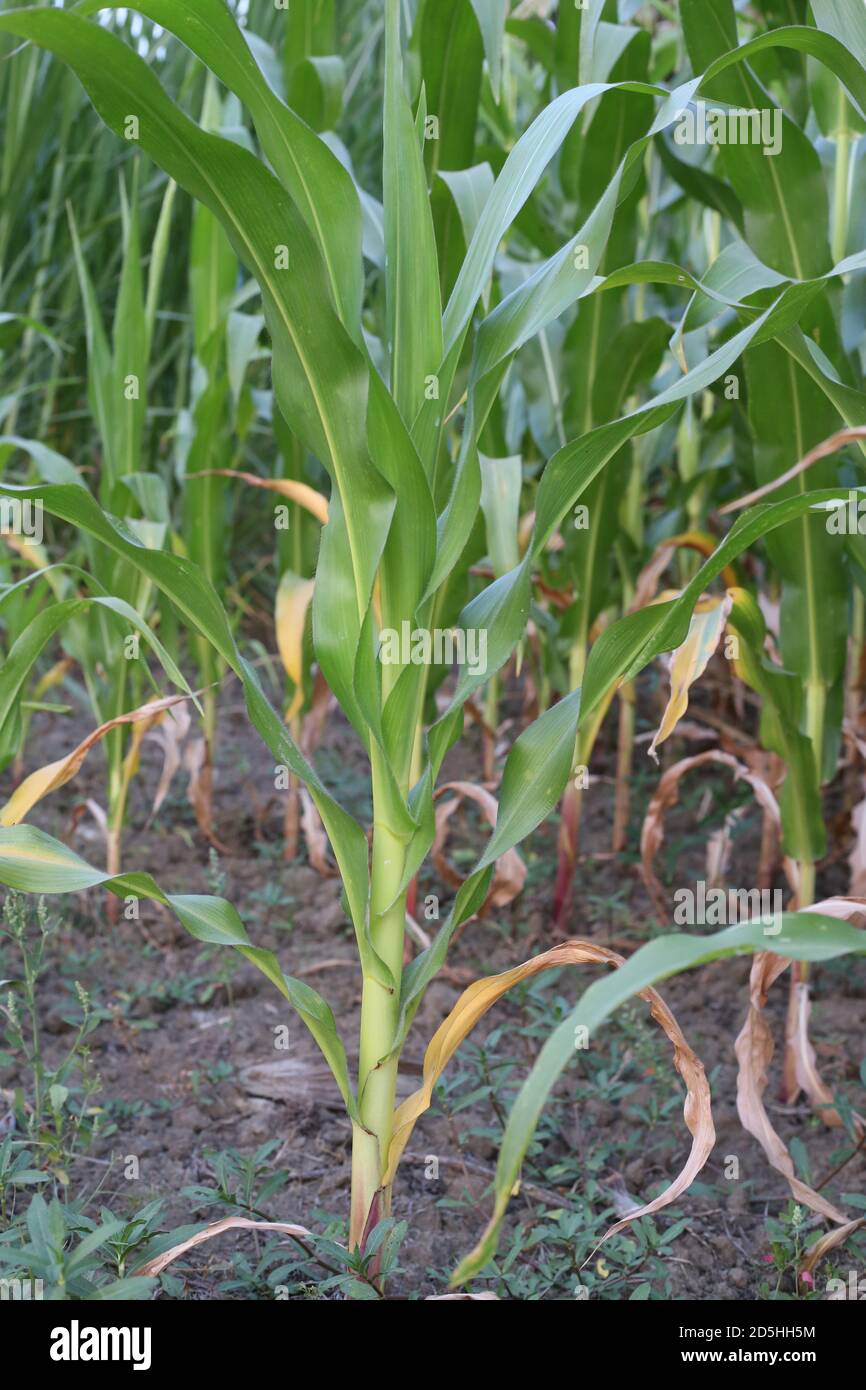 Very easy popcorn tree hi-res stock photography and images - Alamy