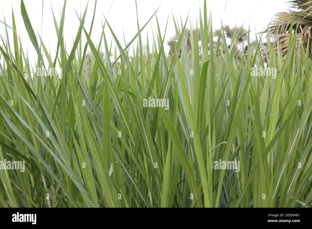 Super napier grass cultivation hi-res stock photography and images - Alamy