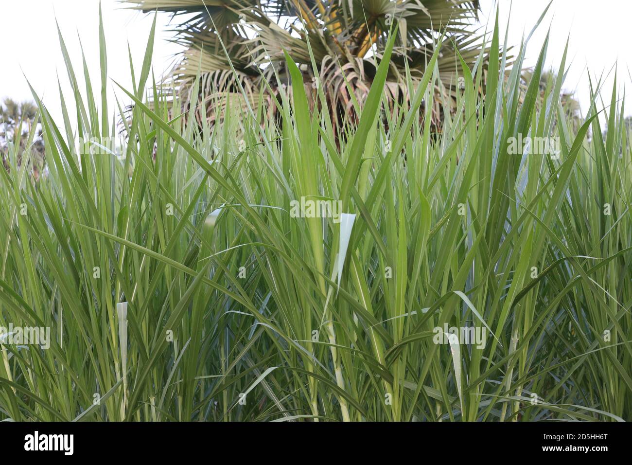 Napier grass hi-res stock photography and images - Alamy