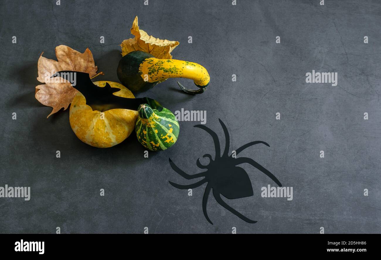 Decorative pumpkins, dry autumn leaves , spider and bat on the dark ...