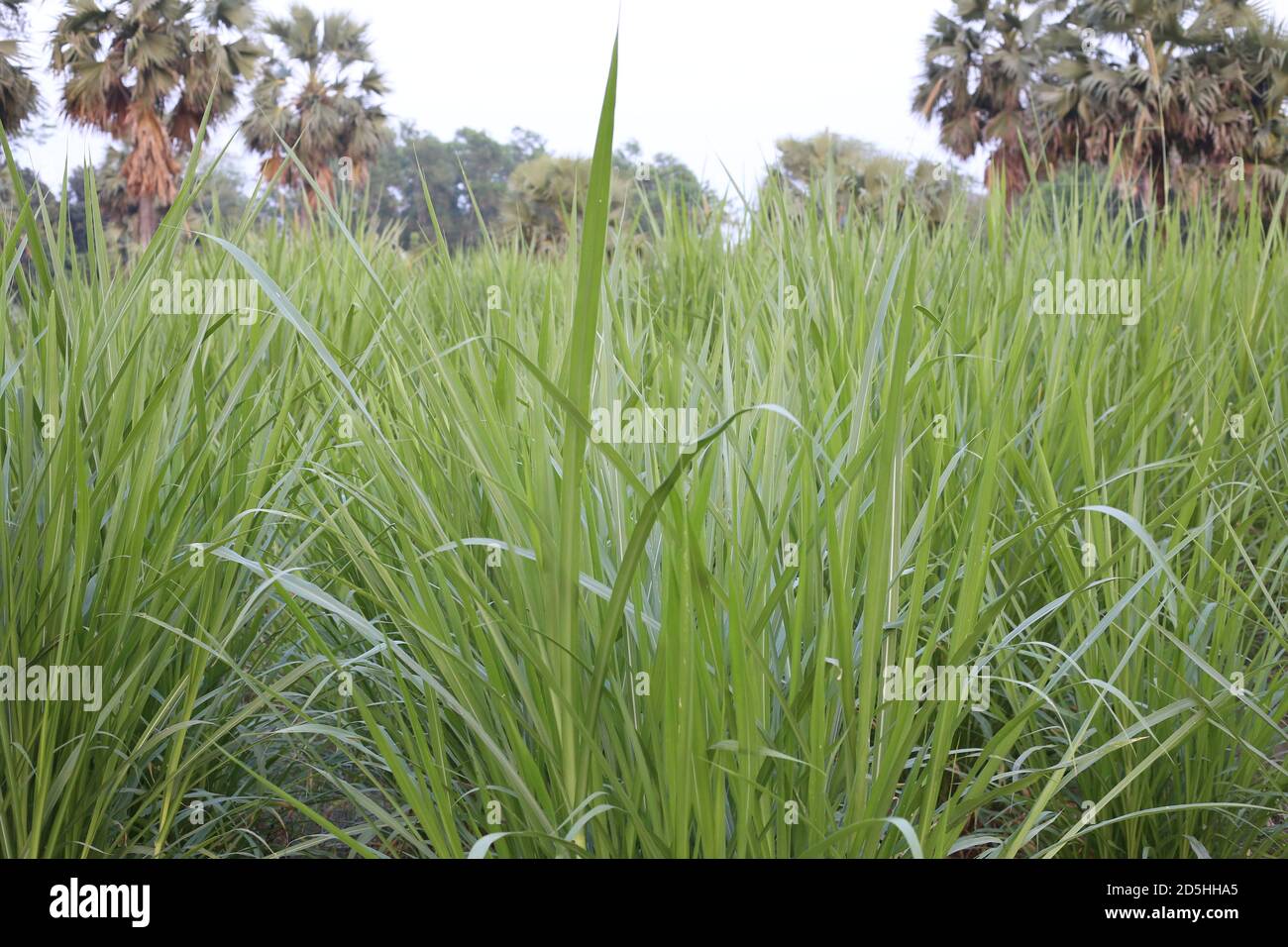 Napier Grass Cultivation in Agriculture Field Stock Photo - Alamy