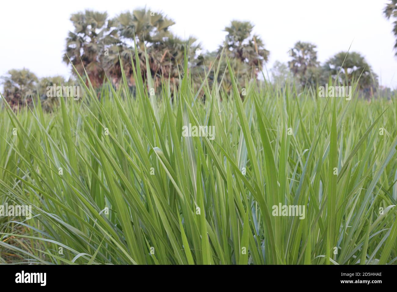 Napier Grass High Resolution Stock Photography and Images - Alamy