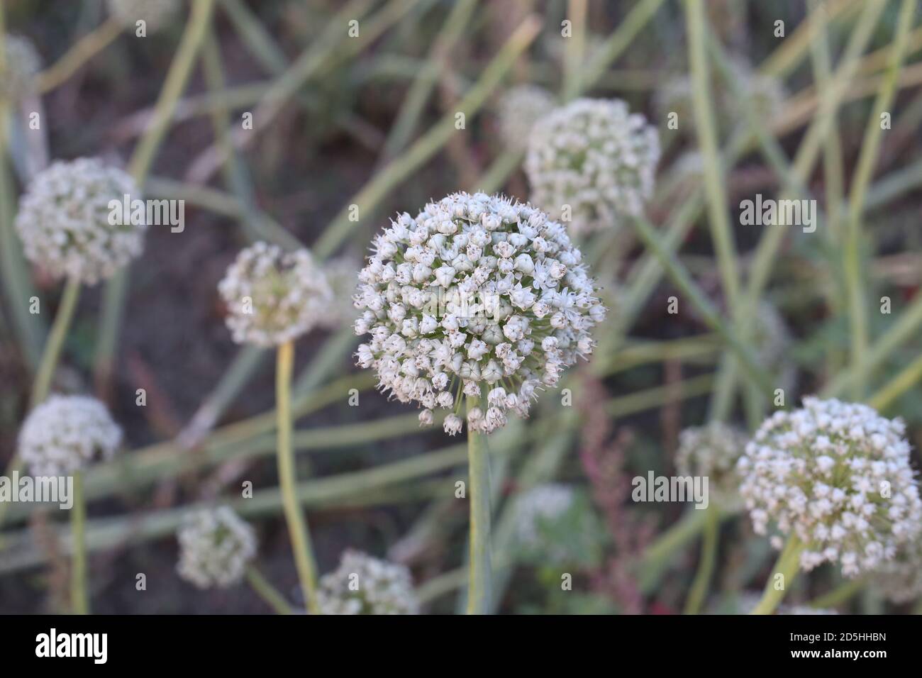 Onion Seed Starting - How To Grow Onions From Seeds Stock Photo - Alamy