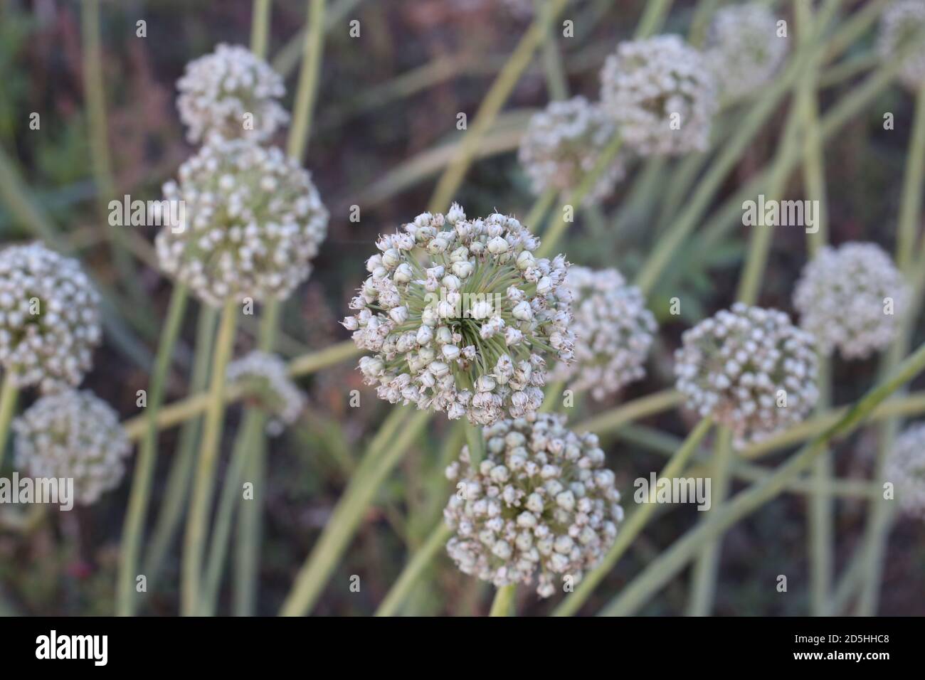How to Grow Onions From Seed flower Stock Photo - Alamy
