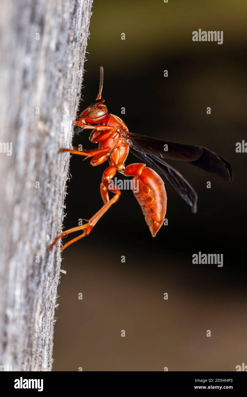 Fine-backed Red Paper Wasp (Polistes carolina Stock Photo - Alamy