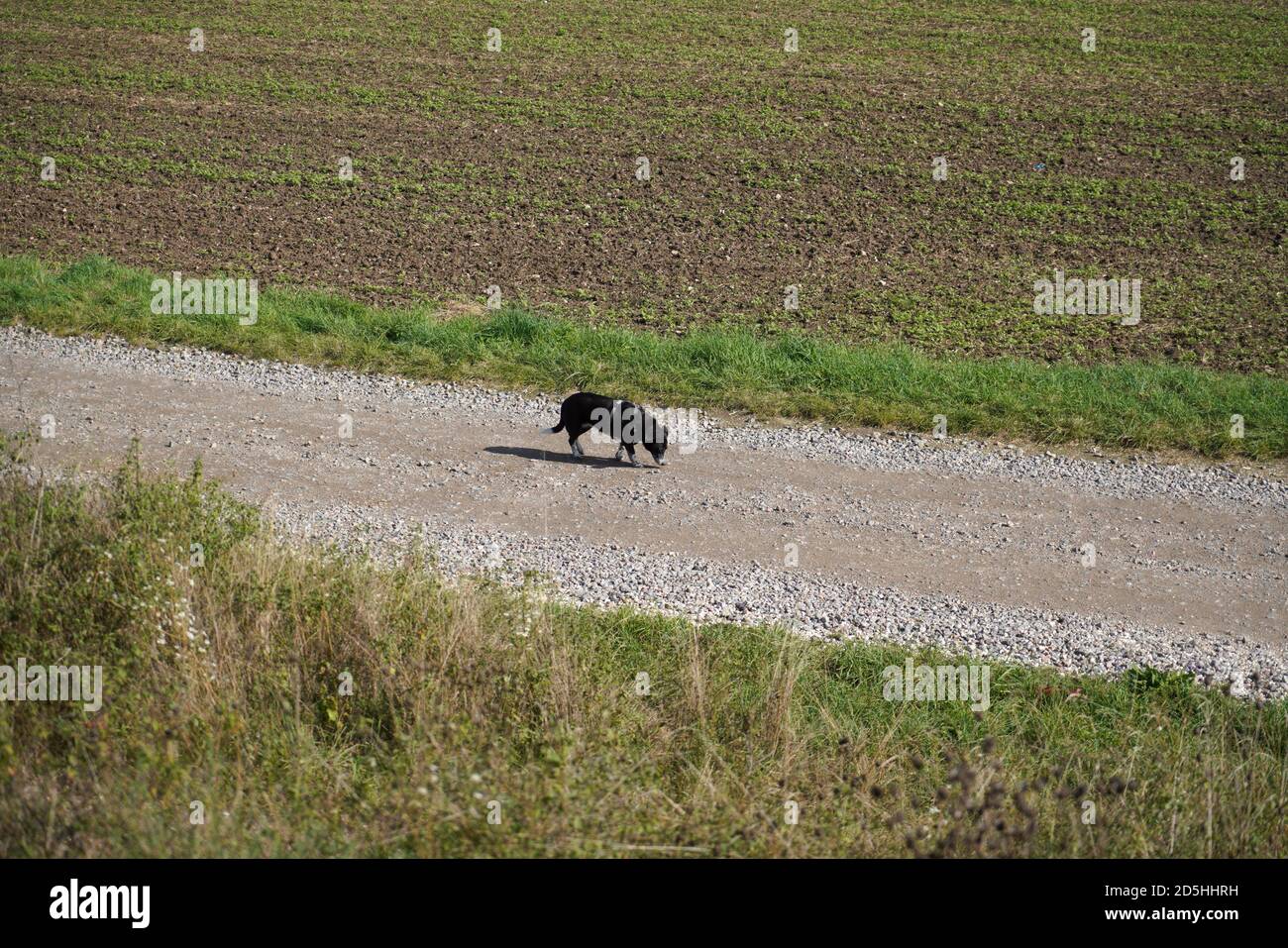 Adorable black dog walking on the rocky pathway Stock Photo - Alamy
