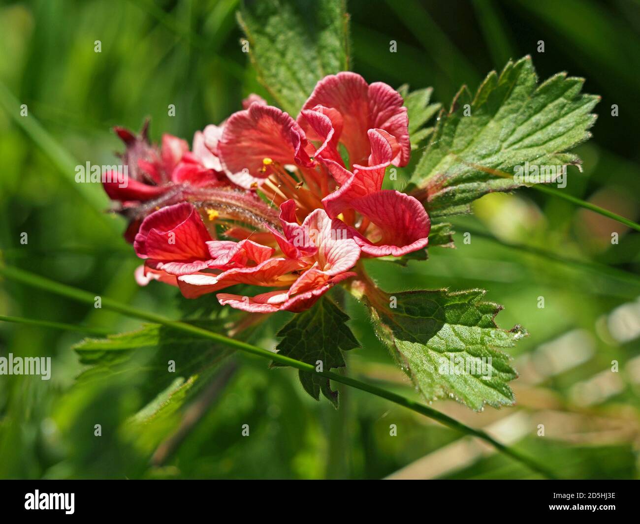 Pink Leaf Gall High Resolution Stock Photography and Images - Alamy