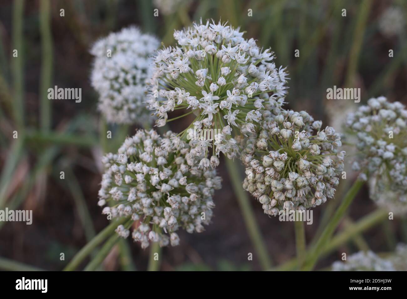 onion flowering and seed production Stock Photo - Alamy
