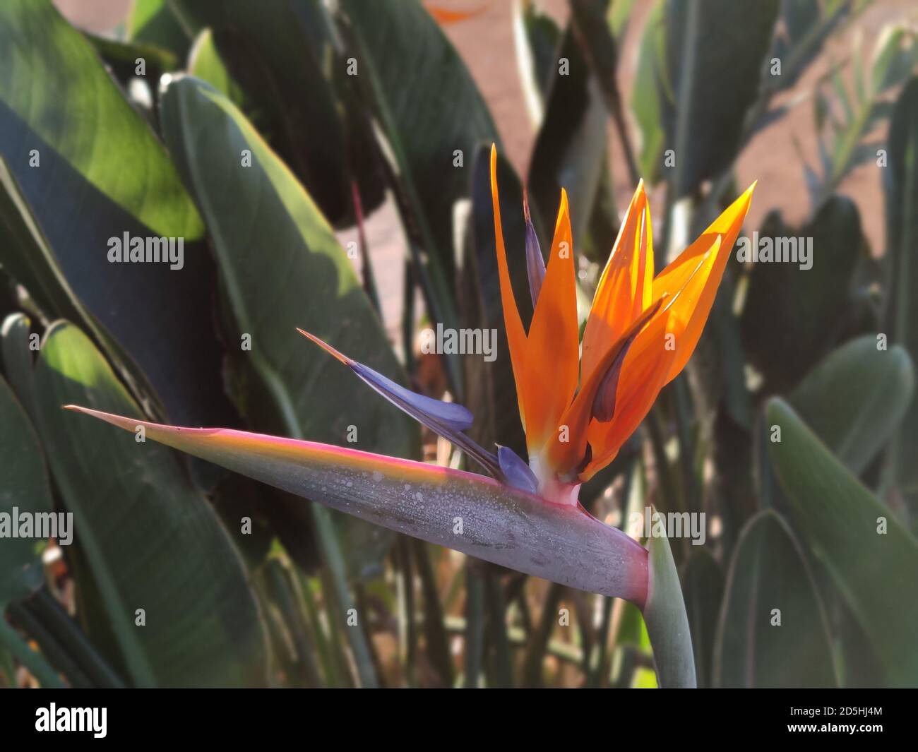 Closeup of a beautiful orange bird of paradise flower in a garden under ...