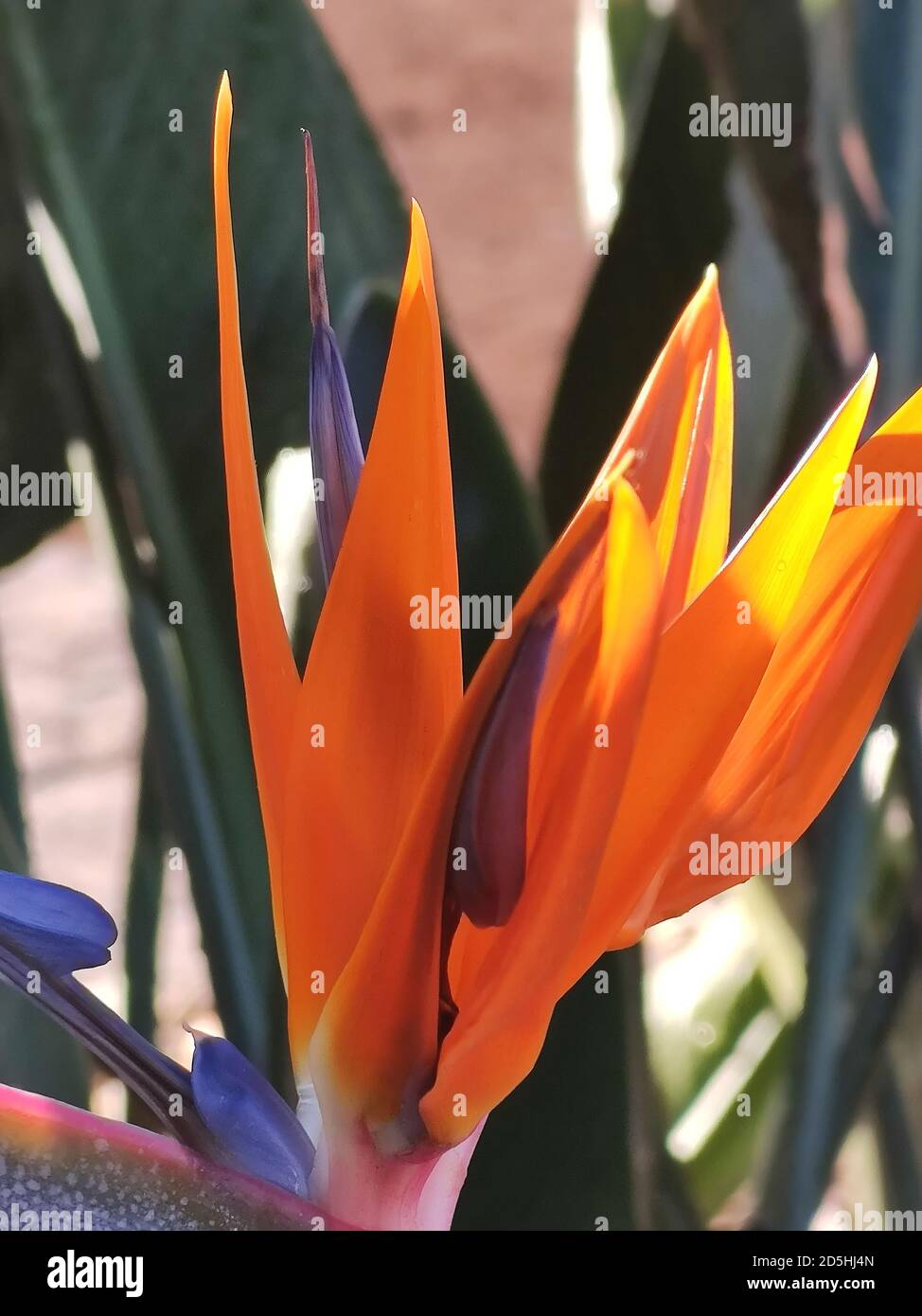 Vertical closeup shot of a beautiful orange bird of paradise flower in ...
