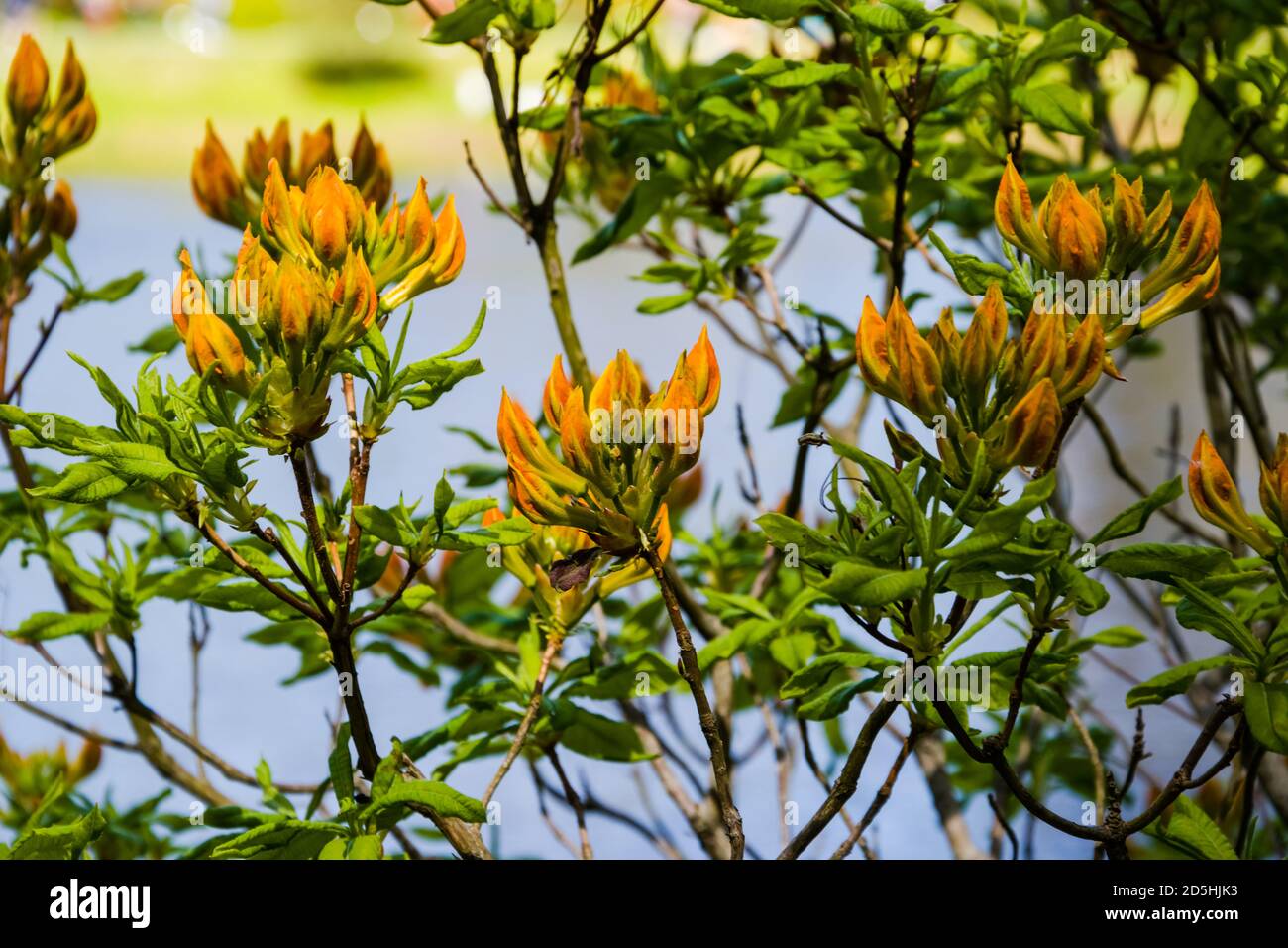 Flowering orange-yellow coloured rhododendrons in the nation park Stock ...