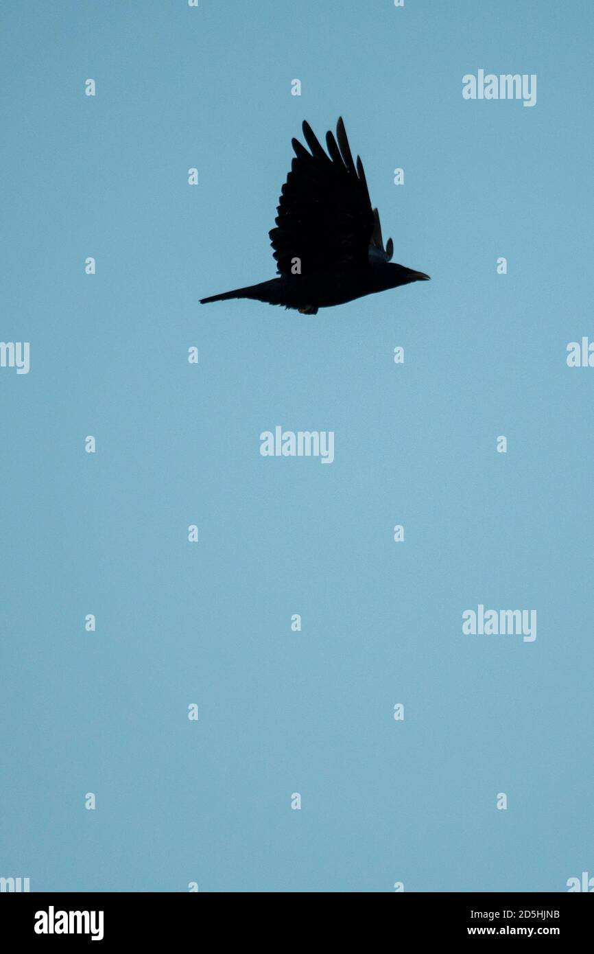 Common crow (Corvus corone Stock Photo - Alamy