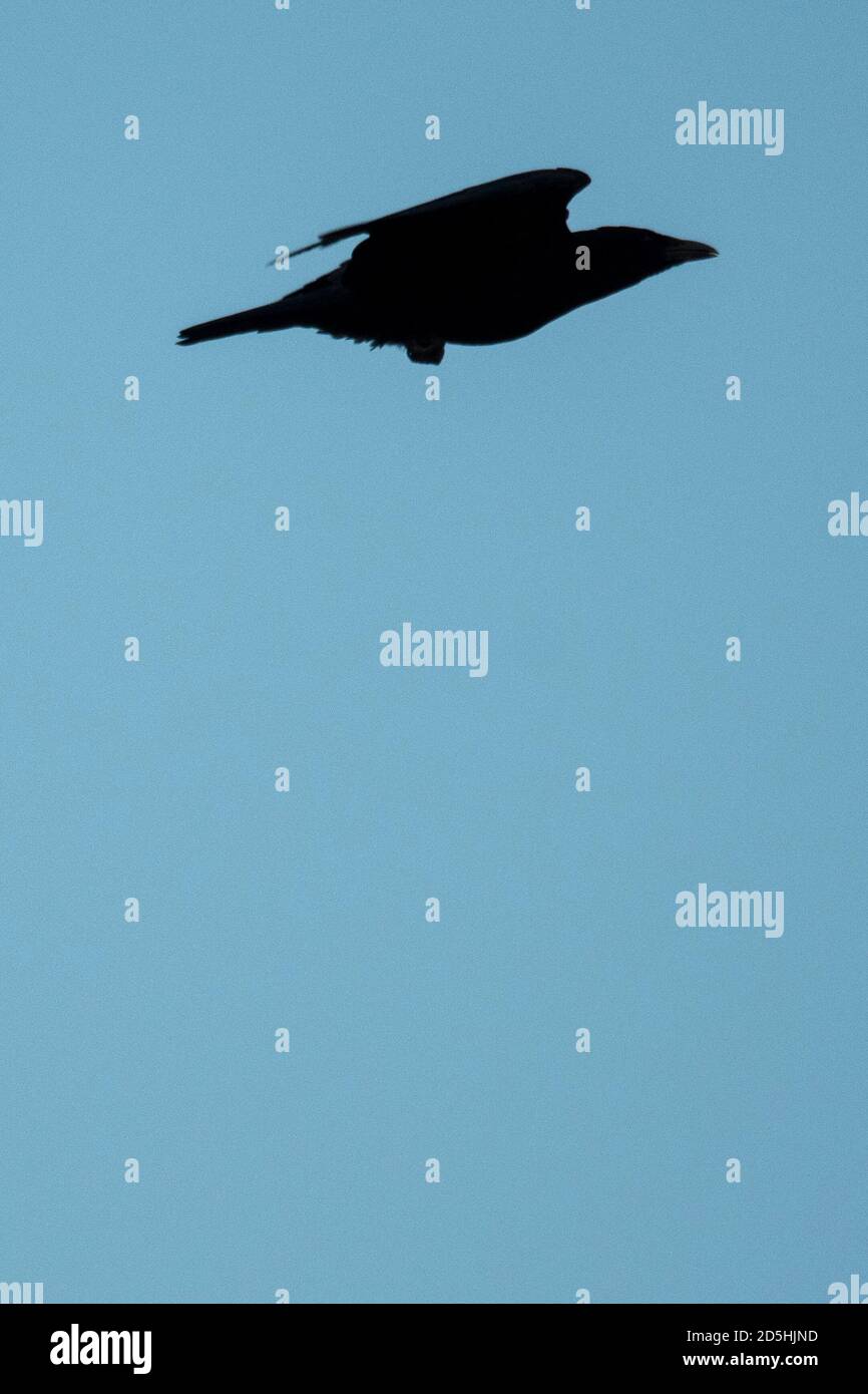 Common crow (Corvus corone Stock Photo - Alamy