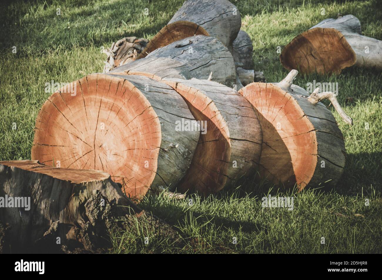 Chopped off hi-res stock photography and images - Alamy