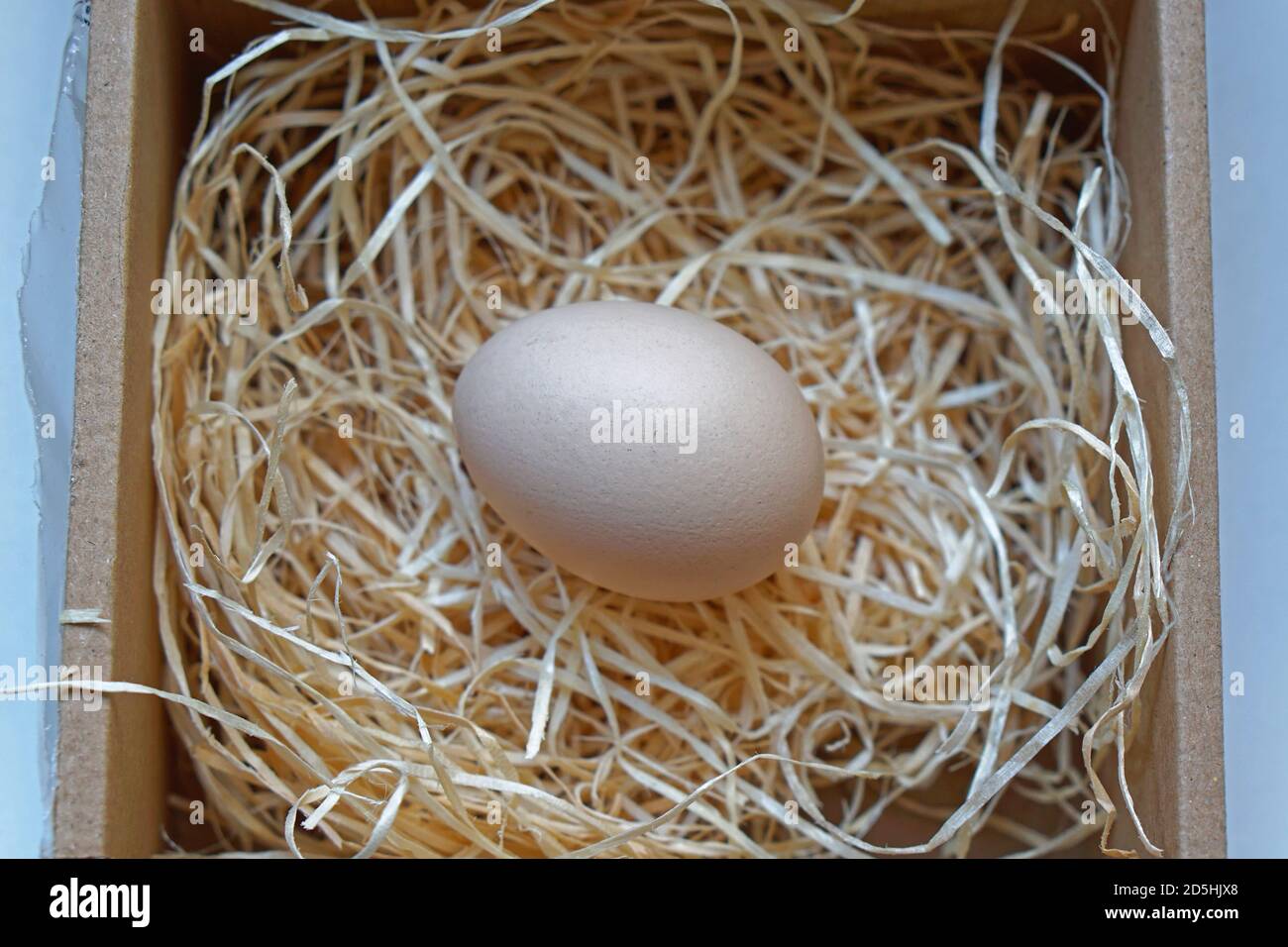 One chicken egg in nest box protect Stock Photo - Alamy