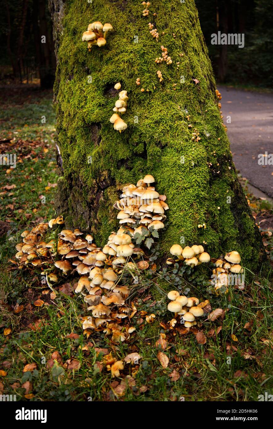 large mycelium growing on a moss-covered tree Stock Photo - Alamy