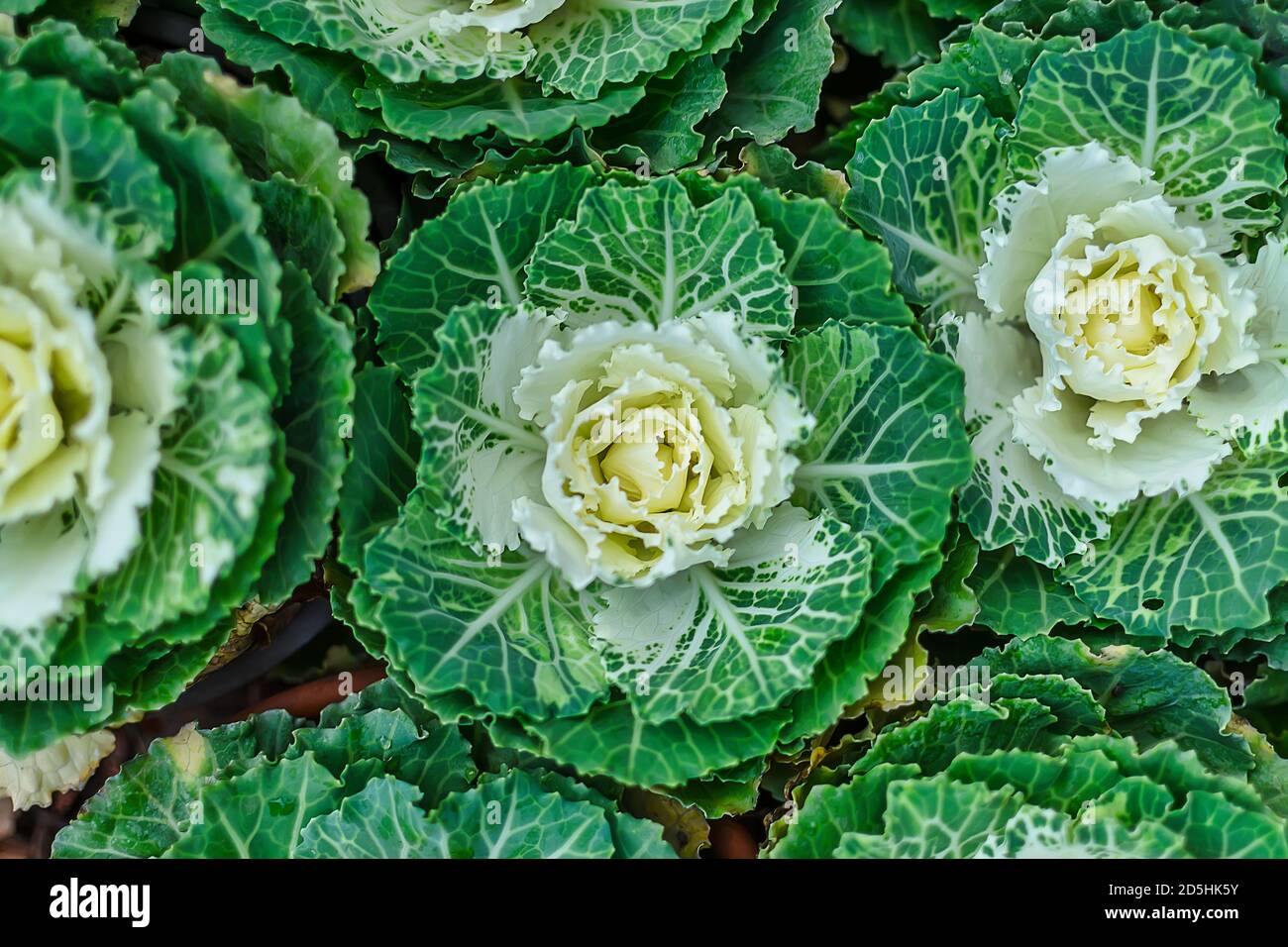 Cabbage decoration hi-res stock photography and images - Alamy