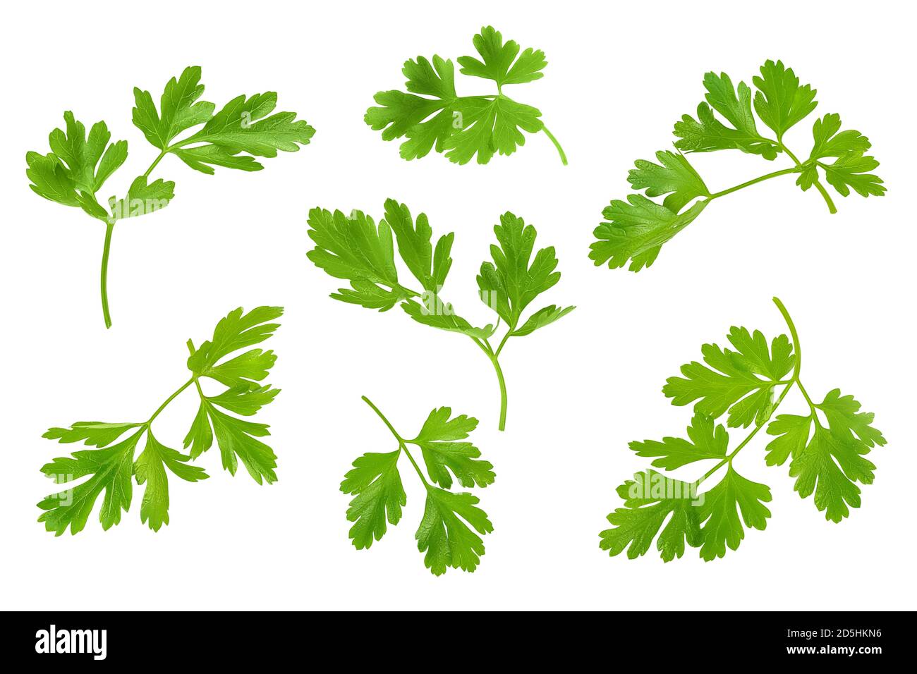 Parsley leaves isolated on white background with clipping path and full ...