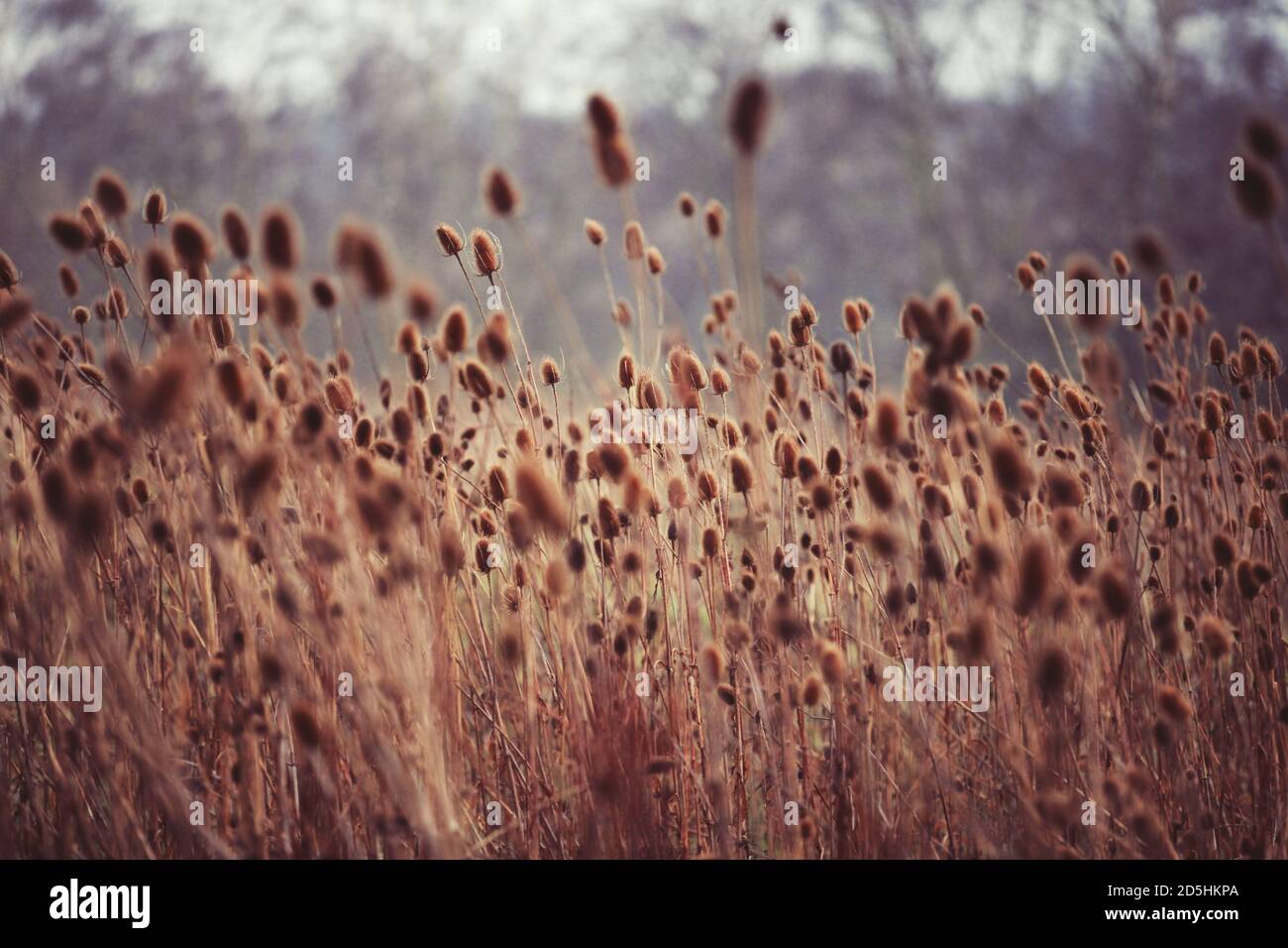 Scotland rhododendron hi-res stock photography and images - Alamy