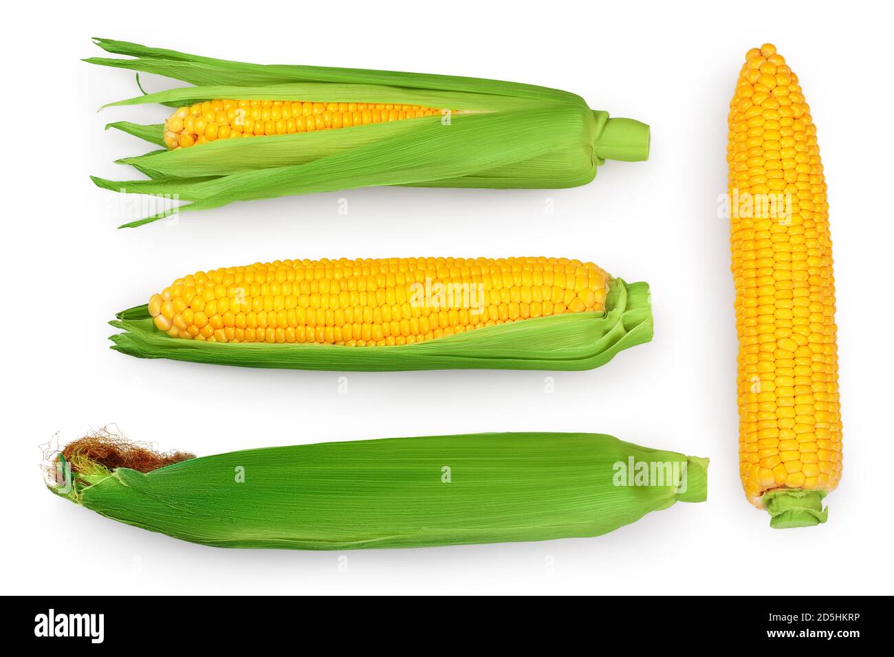 ear of corn isolated on a white background. Clipping path. Top view ...