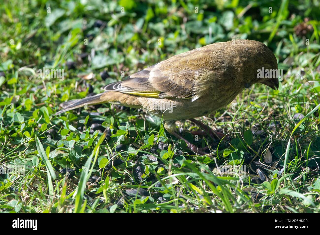 Goldfinch chick (Carduelis carduelis) with deer tick on it Stock Photo ...