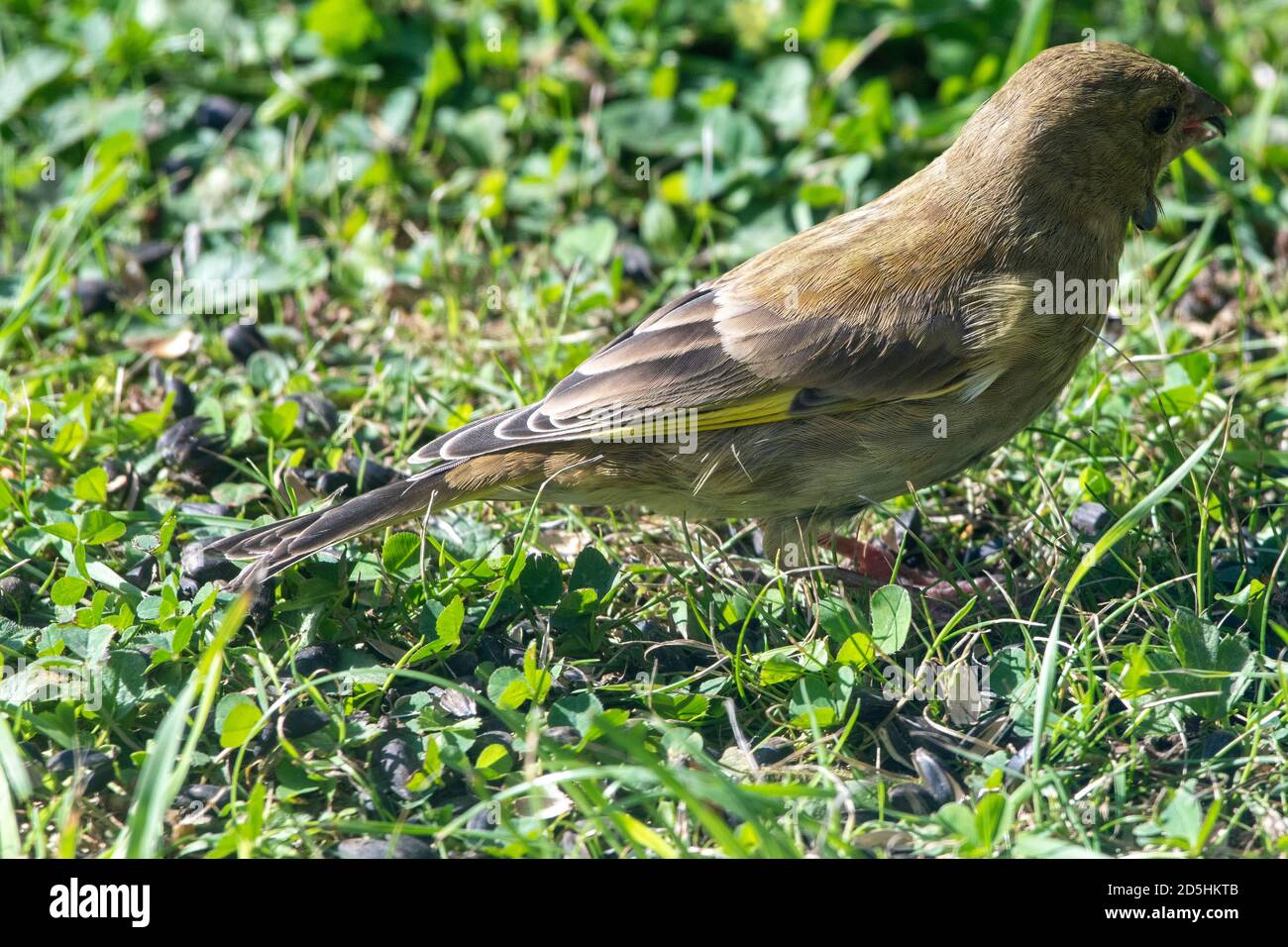Goldfinch chick (Carduelis carduelis) with deer tick on it Stock Photo ...